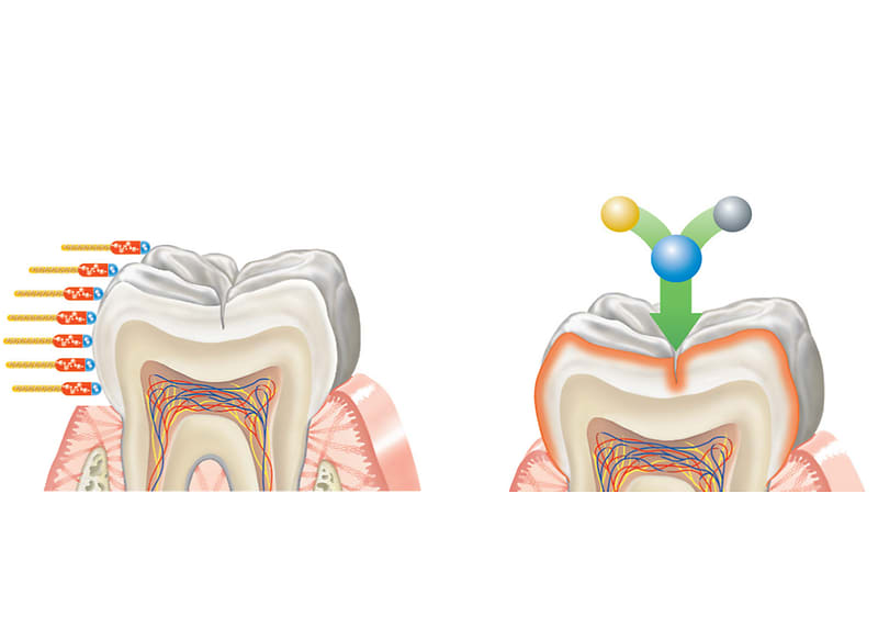 elmex Caries Protection | dm Македонија
